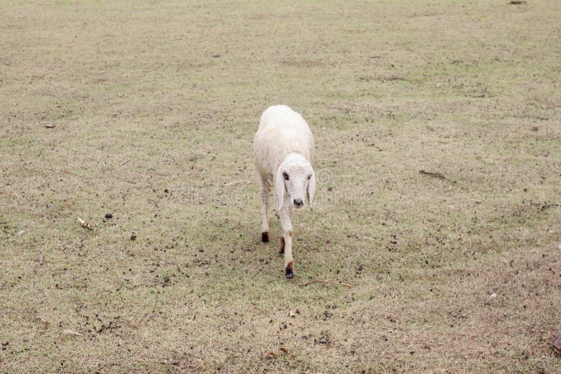A Sheep Walking in the Meadow. Stock Image - Image of pasture, germany ...