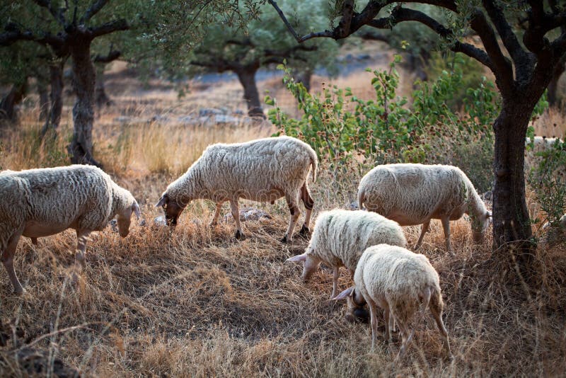 Greece Sheep Farmer Stock Photos - Free & Royalty-Free Stock Photos ...