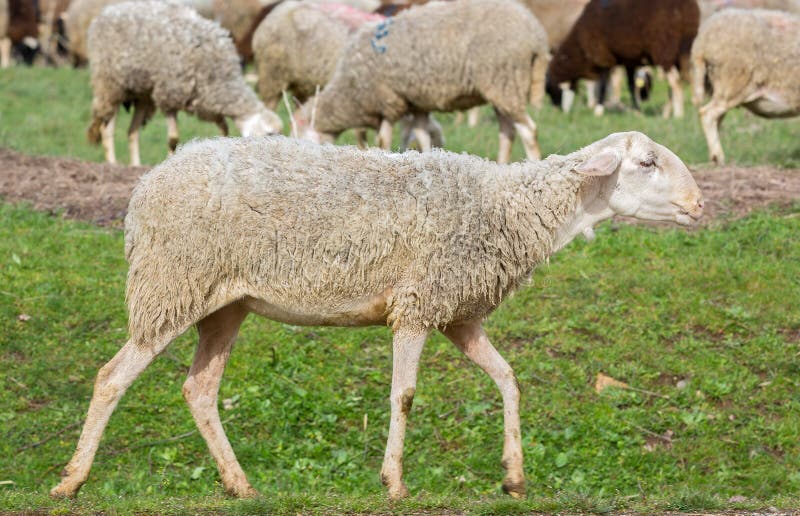 Sheep walking stock image. Image of side, entire, shallow - 31142383