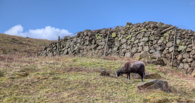 Sheep and wall stock image. Image of pictureesque, stone - 24344547