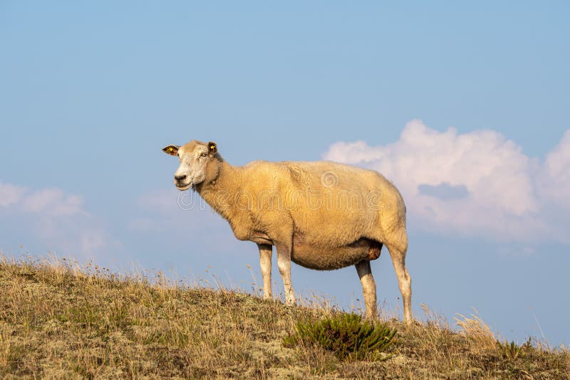 Grazing Sheep in Warm Evening Light Stock Photo - Image of grass ...