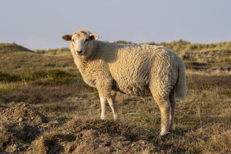 Grazing Sheep in Warm Evening Light Stock Photo - Image of grass ...