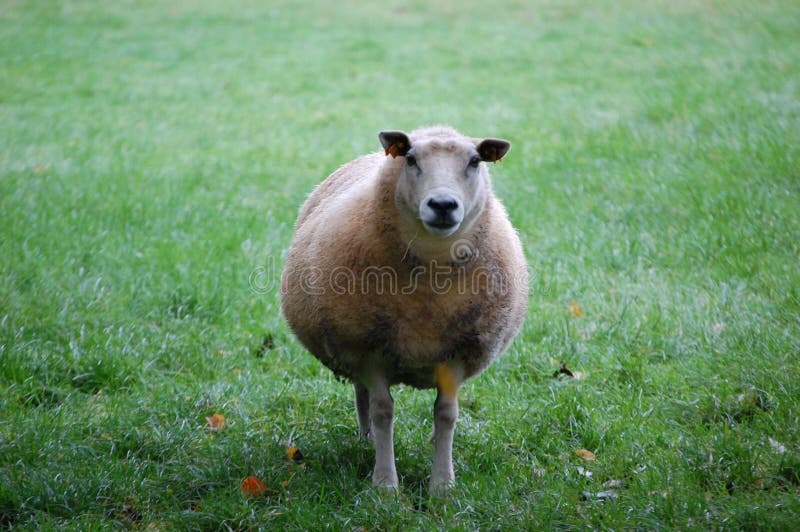 Fat woolly sheep stock image. Image of mutton, mammal - 26373241