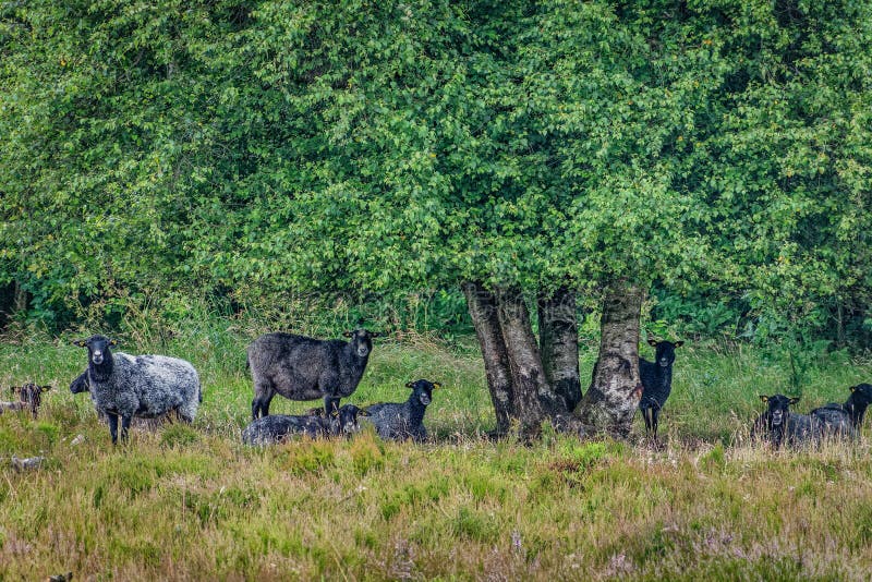 Sheep Watching You (Ovis Suffo Stock Photo - Image of chordata, eating ...