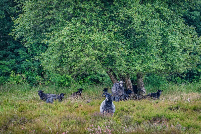 Sheep Watching You (Ovis Suffo Stock Photo - Image of chordata, eating ...