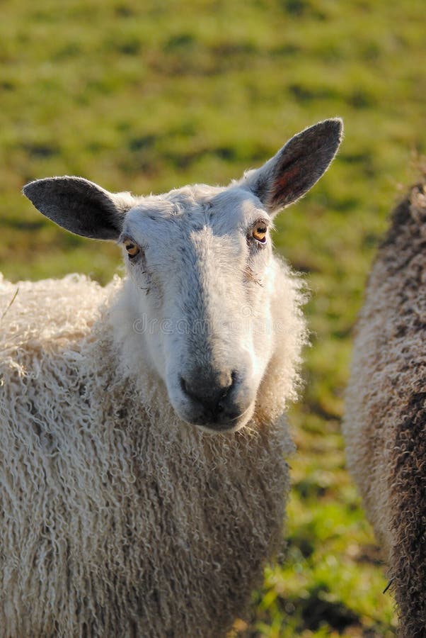 Sheep watching you stock photo. Image of farm, meat, countryside - 12029280