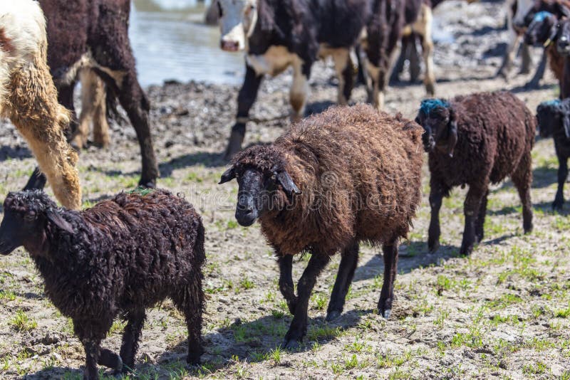 Sheep at a Watering Place on a Pond in Spring Stock Photo - Image of ...