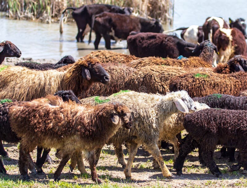 Sheep at a Watering Place on a Pond in Spring Stock Photo - Image of ...