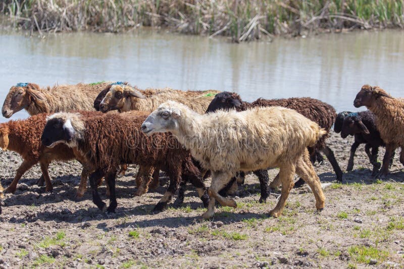 Sheep at a Watering Place on a Pond in Spring Stock Image - Image of ...