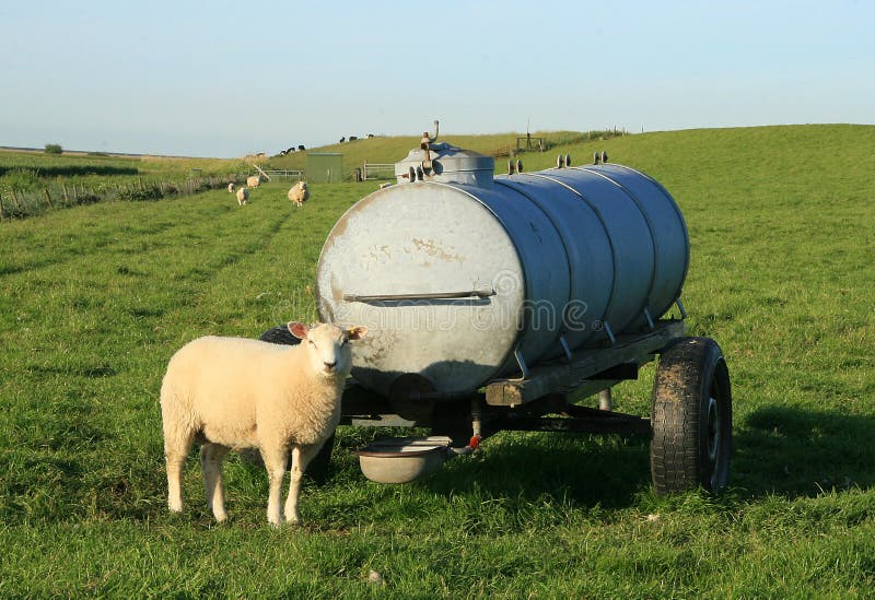 Sheep at watertank stock photo. Image of cistern, farm - 12263776