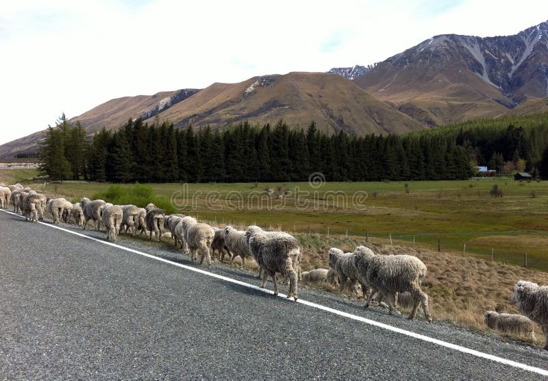 Sheep way stock photo. Image of flock, farming, land - 33775954