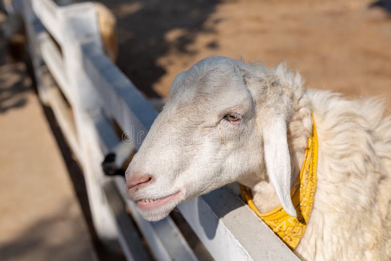 Sheep Wearing a Yellow Scarf in a Farm Stock Image - Image of flock ...