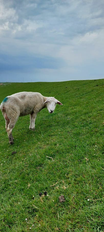 Wedden Sea Stock Photos - Free & Royalty-Free Stock Photos from Dreamstime