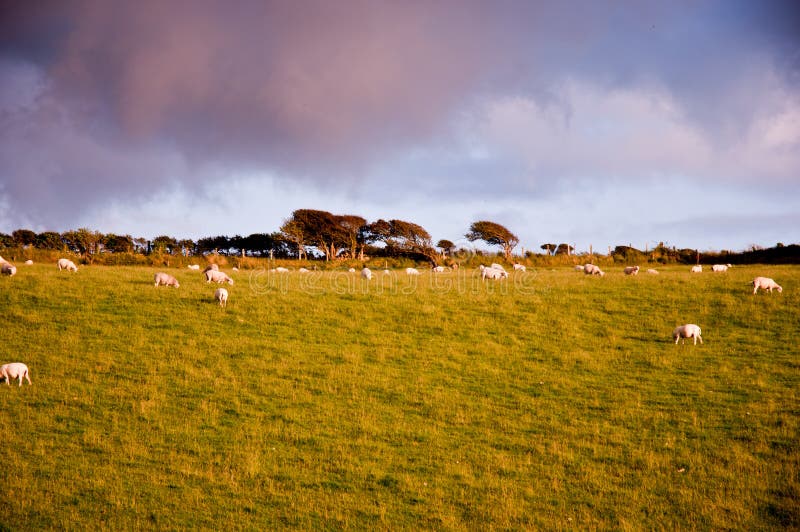 Sheep on a Welsh hill stock photo. Image of farm, life - 26561324
