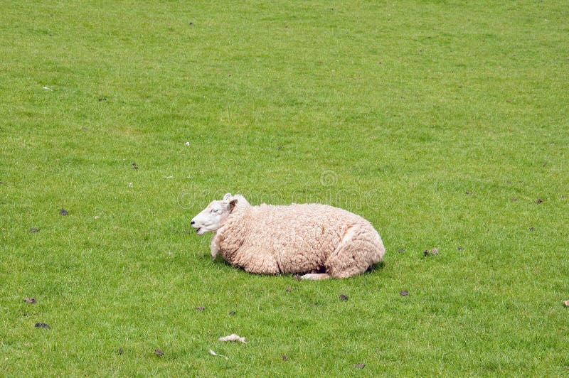 Sheep in the Welsh hills. stock image. Image of seeds - 234814519