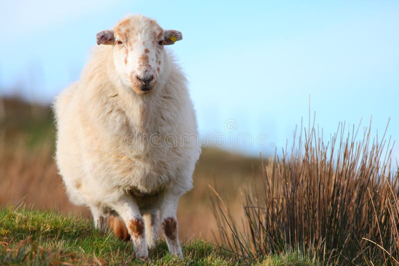 Sheep stock photo. Image of front, facing, wales, profile - 39502486
