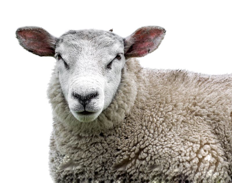 Sheep on white background stock photo. Image of standing - 193144272