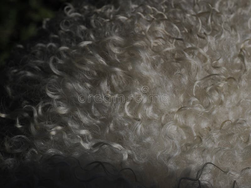 Sheep White Curly Wool Detail Stock Image - Image of lamb, warm: 261535915