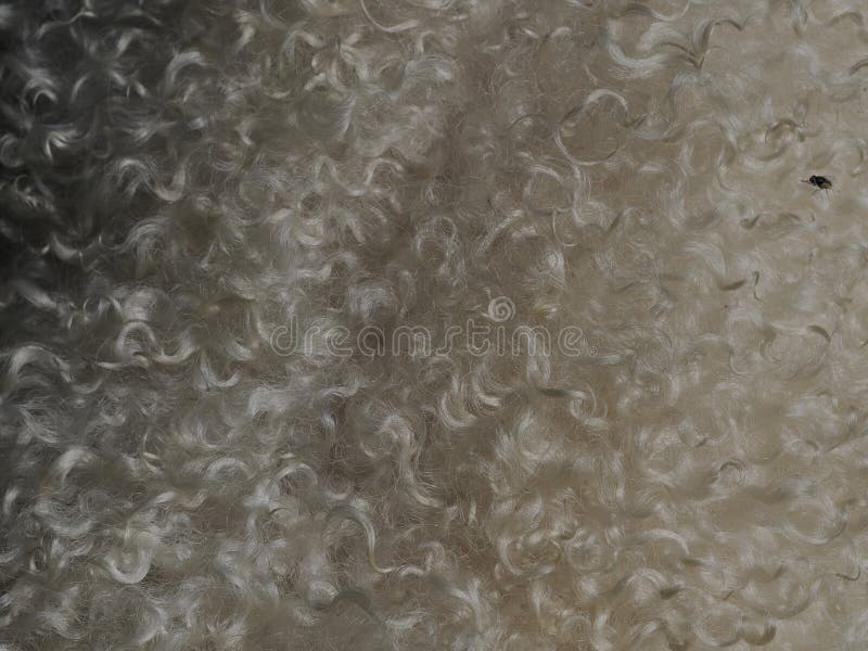 Sheep White Curly Wool Detail Stock Photo - Image of natural, sheepskin ...