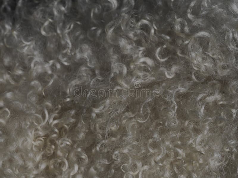 Sheep White Curly Wool Detail Stock Photo - Image of hair, fleece ...