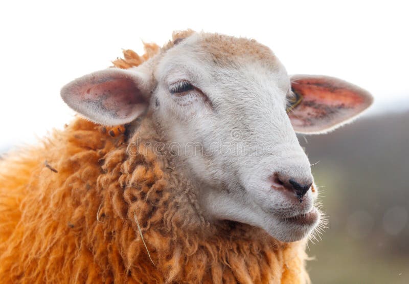 A Sheep with a White Face and Brown Wool Stock Photo - Image of camera ...