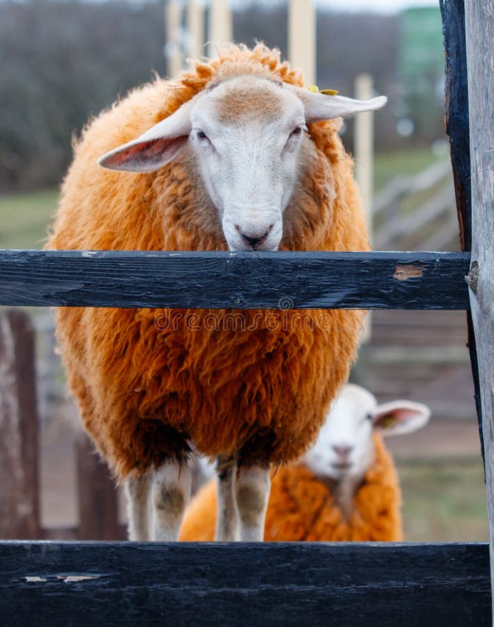 A Sheep with a White Face Stands in Front of a Fence Stock Image ...