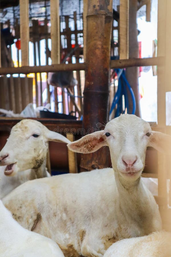 A Sheep with White Fur at the Farm Stock Photo - Image of animal, deer ...