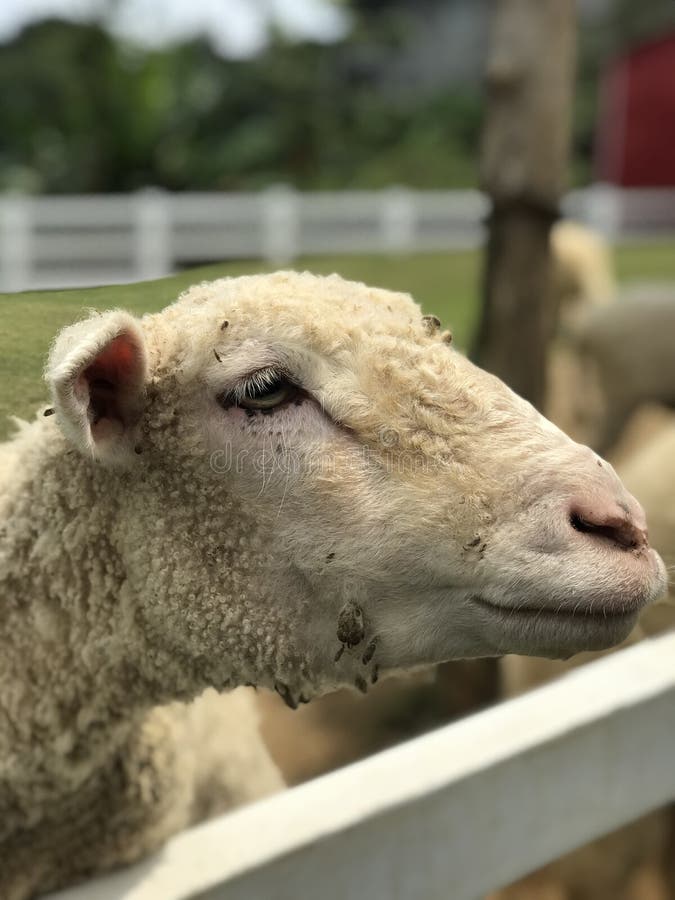 Sheep stock photo. Image of cage, sheep, lamb, white - 221971380