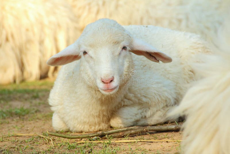 Sheep stock photo. Image of wildlife, fleece, look, sheep - 37052882