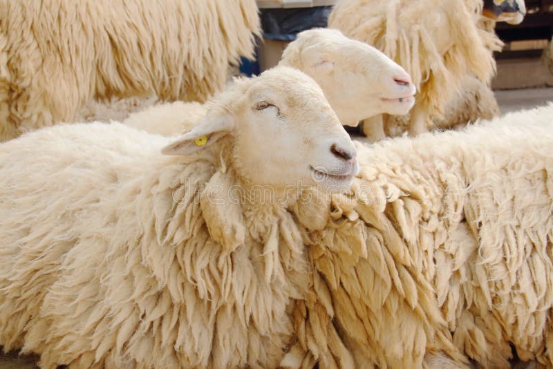 Sheep stock image. Image of lovely, looking, thread, look - 35990303