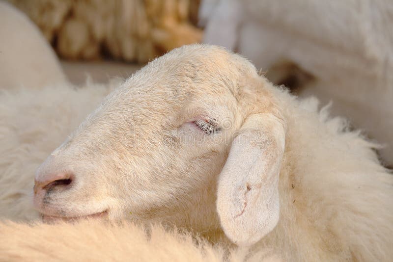 Sheep stock photo. Image of cattle, nature, thread, wool - 35995208