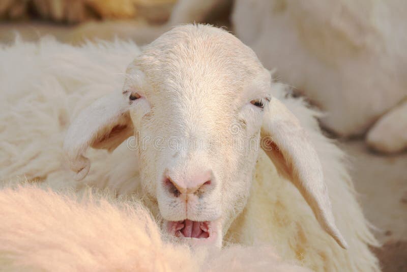 Sheep stock image. Image of breed, cute, sheep, looking - 35995367