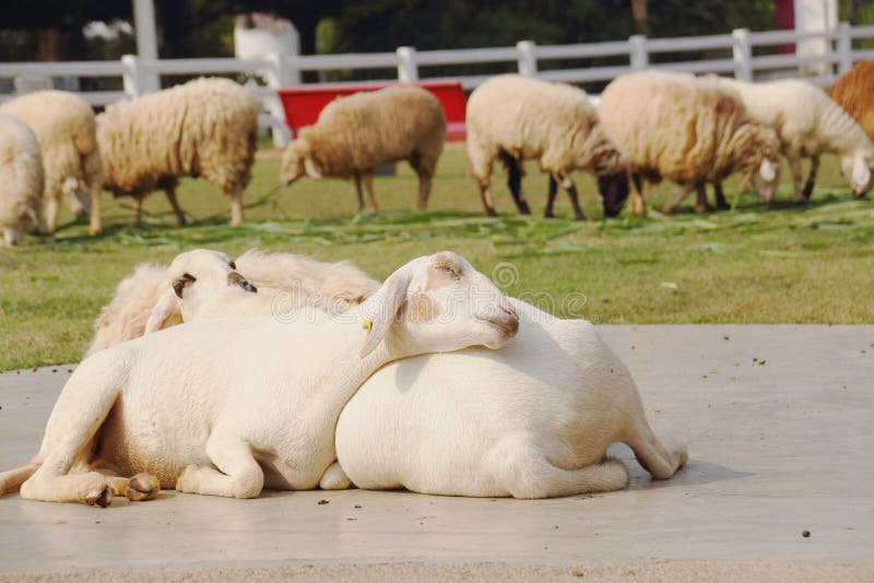 Sheep stock photo. Image of farm, wool, looking, mammal - 35990614