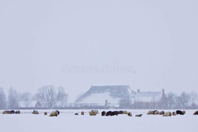 Sheep in a White Winter Landscape Stock Photo - Image of snow ...