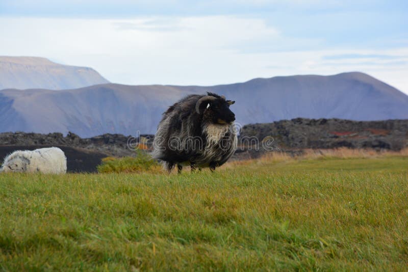 Sheep in the wind stock image. Image of lake, nature - 102209745