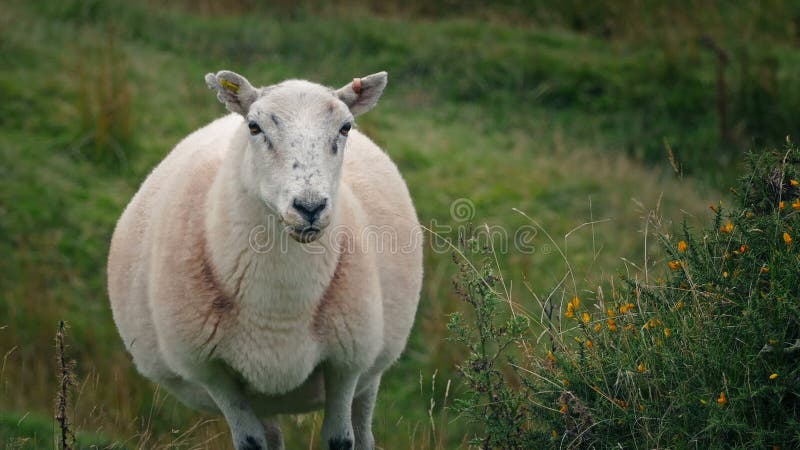 Sheep on Windy Hillside stock video. Video of agriculture - 101459821