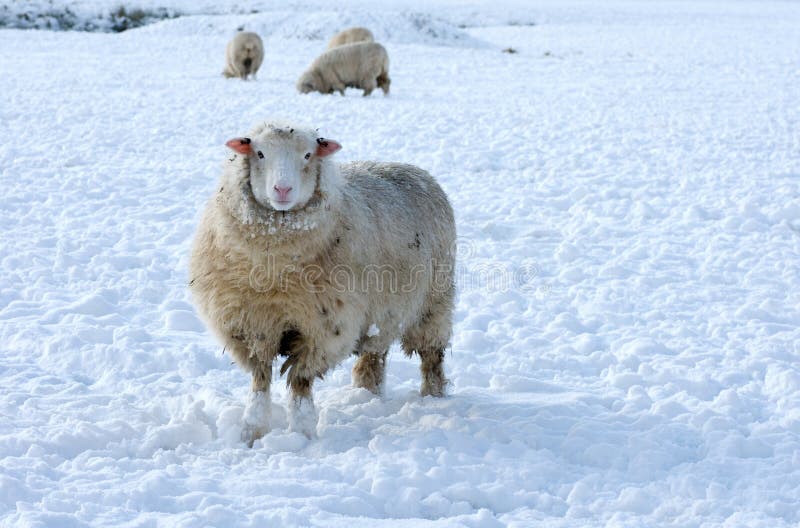 Sheep in winter stock image. Image of frost, pasture - 12513031