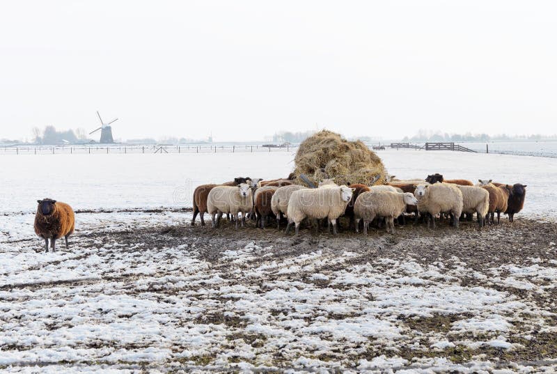 Sheep in winter stock photo. Image of holland, animals - 337693772