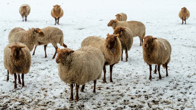 Sheep in winter stock photo. Image of outdoors, flock - 331847148