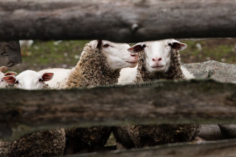 Sheep in a Wooden Enclosure Stock Photo - Image of sheep, cute: 170091974