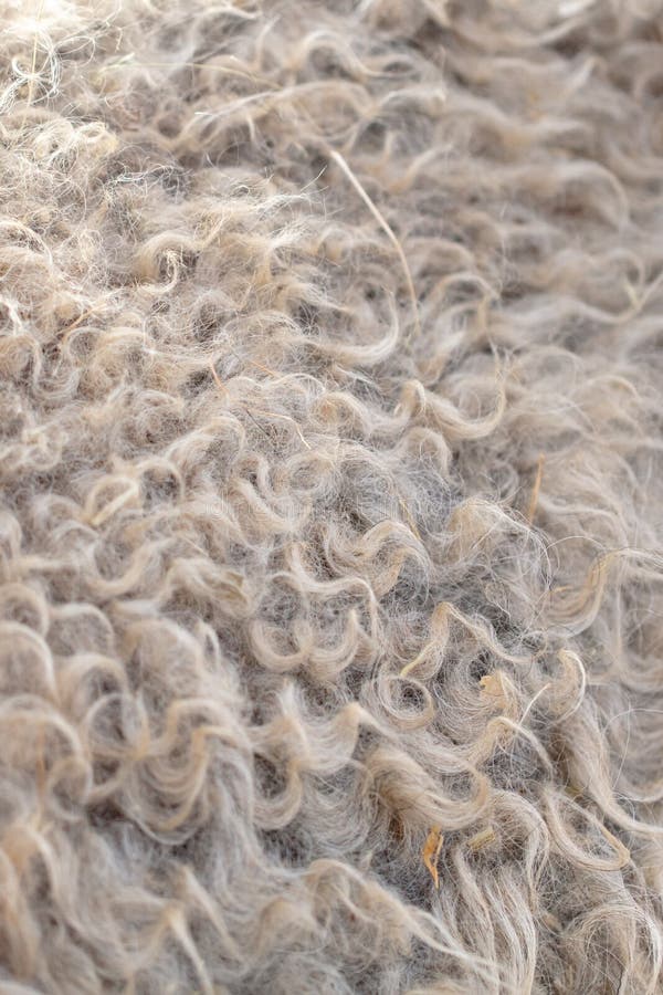 Sheep Wool As Abstract Background Stock Photo - Image of texture ...