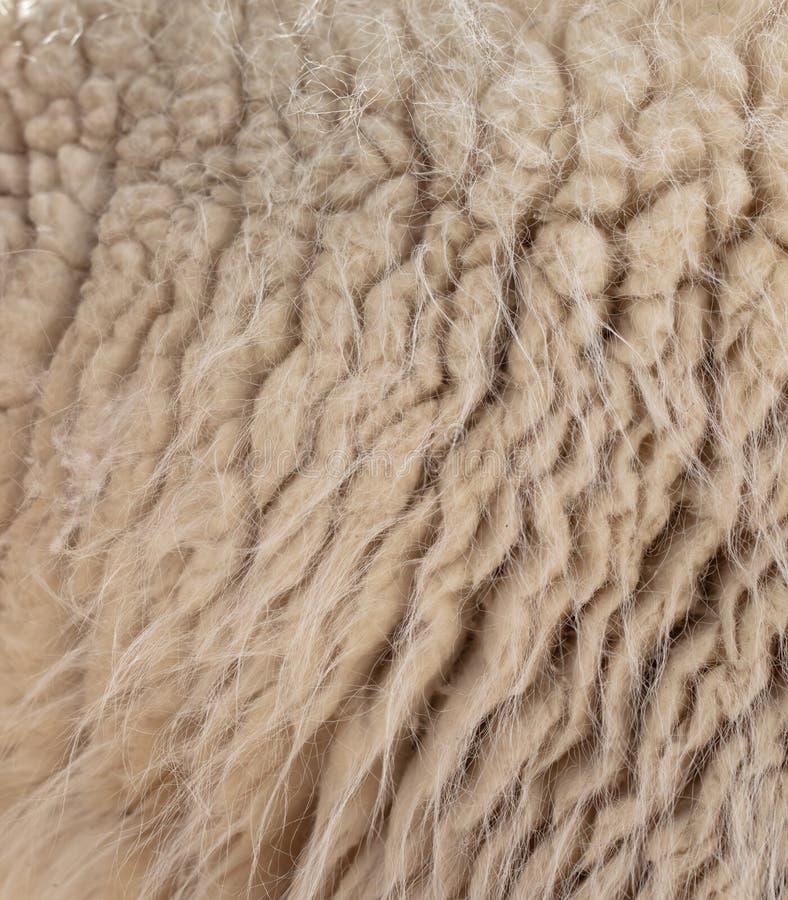 Sheep Wool As Abstract Background Stock Image - Image of warm, soft ...