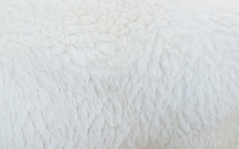 Sheep wool background stock image. Image of fluff, pattern - 67398115