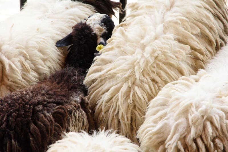 Sheep wool stock photo. Image of knitting, white, abstract - 38824106