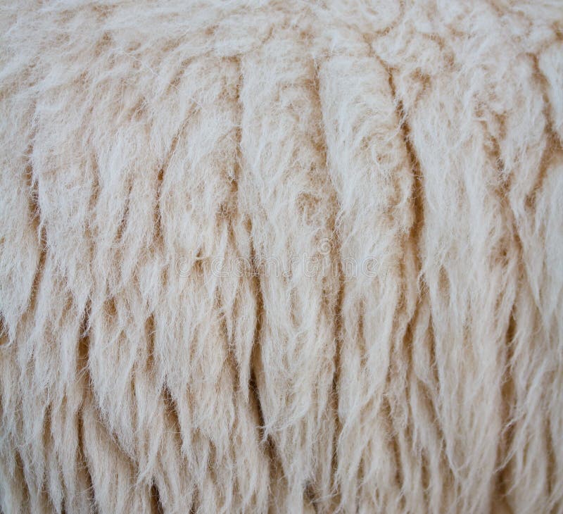 Sheep wool stock image. Image of farming, husbandry, fleece - 43488095