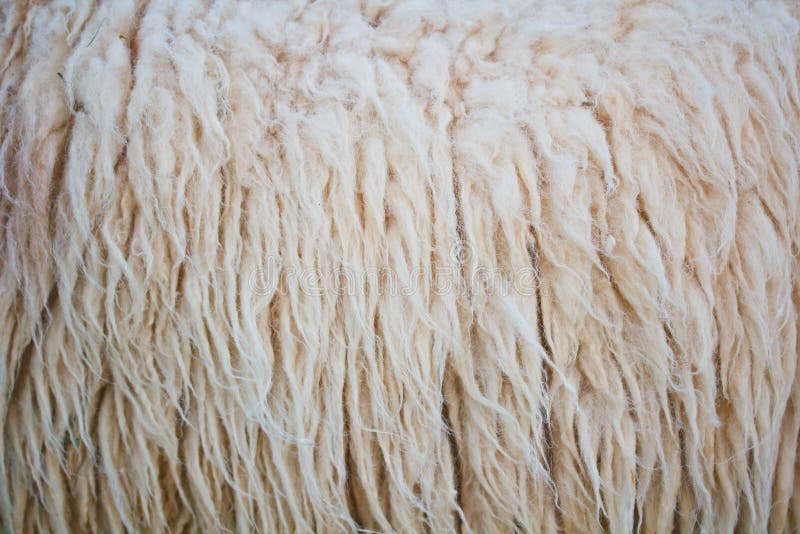 Sheep wool stock photo. Image of farming, manufacture - 43488102