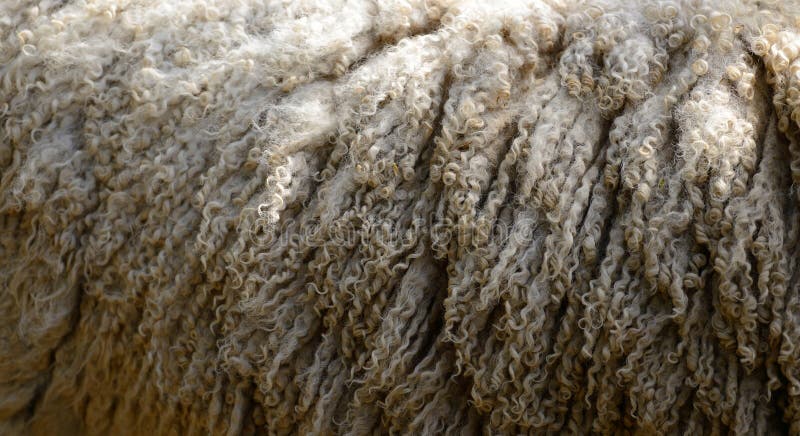 Sheep wool stock image. Image of carpet, loom, spun, garment - 31091023