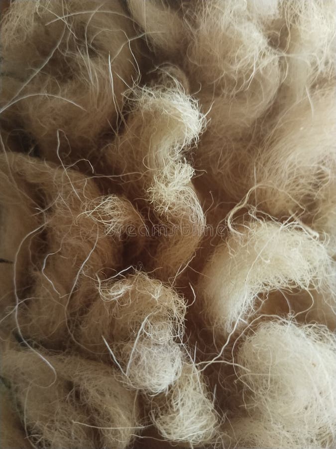 Sheep Wool, Closeup Photo of Local Sheep Wool Stock Photo - Image of ...
