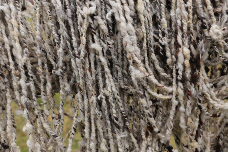 Sheep Wool fresh spinned stock photo. Image of clothing - 118647566