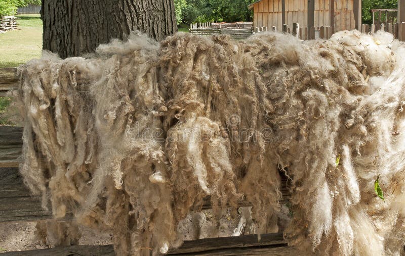 Sheep Wool Hanging Over the Fence Stock Image - Image of farm, merino ...